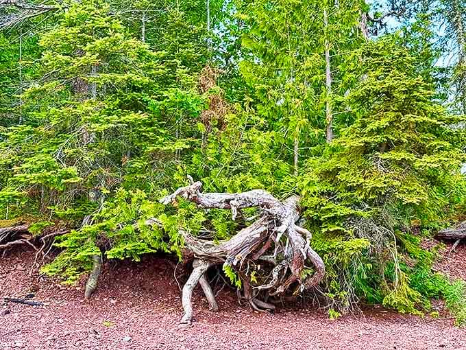 Tree Roots: This determined tree didn't just survive, it wrote a whole dramatic novel about perseverance with its twisted, exposed roots.