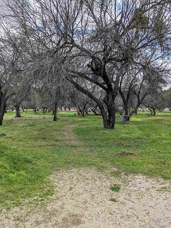 Ancient mesquite trees provide natural shade throughout the recreation area, their gnarled branches creating nature's own picnic pavilions.