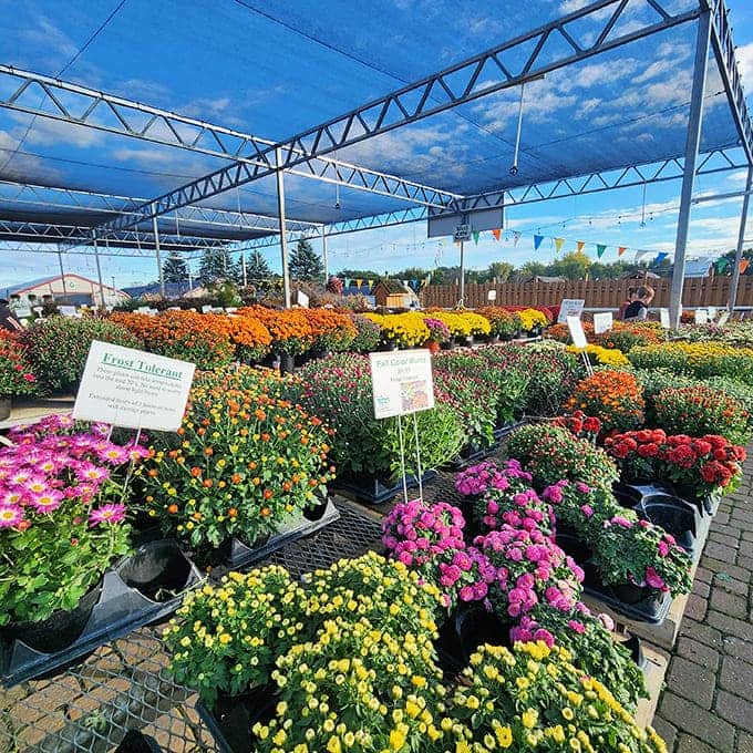 The variety of blooms available would make any gardener's heart skip a beat, like a botanical candy store for plant enthusiasts.