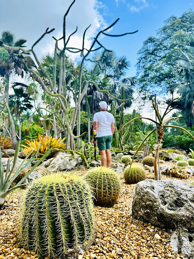 Cacti: Desert meets tropics in this prickly garden section where barrel cacti stand like sentinels under Florida's azure skies.