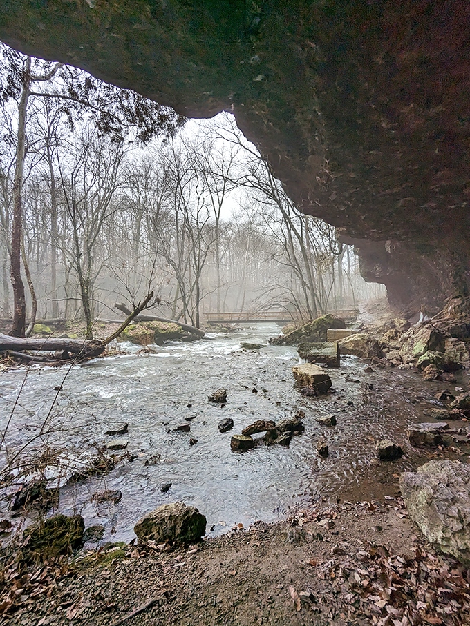 The creek whispers ancient secrets as it winds through the reserve, occasionally pausing in reflective pools perfect for philosophical gazing.