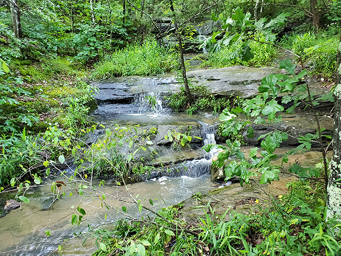 Flowing Water: Listen to the soothing sound of water cascading over natural stone steps nestled deep within the vibrant green forest.