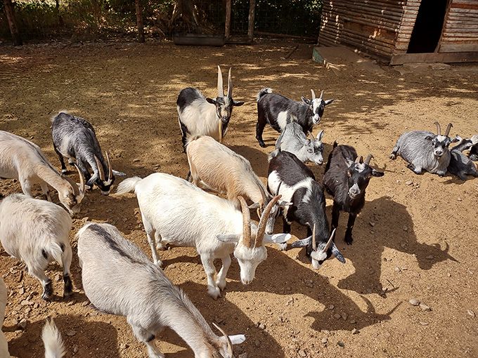 A gathering of goats creates barnyard comedy hour, their mischievous expressions promising entertainment for visitors of all ages.