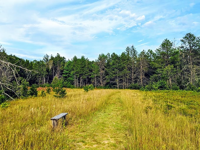 Golden grasses wave in the breeze beside a solitary bench &ndash; nature's invitation to pause, breathe, and remember what matters. Meditation spot: found.
