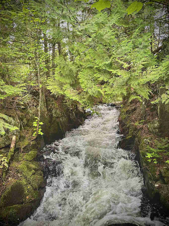 Emerald cathedral: sunlight dapples through the dense forest canopy, creating nature's stained glass effect above the flowing stream.