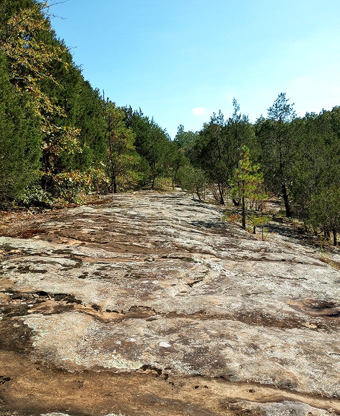 Sun-baked bedrock stretches toward the horizon, nature's own observation deck above the forest.