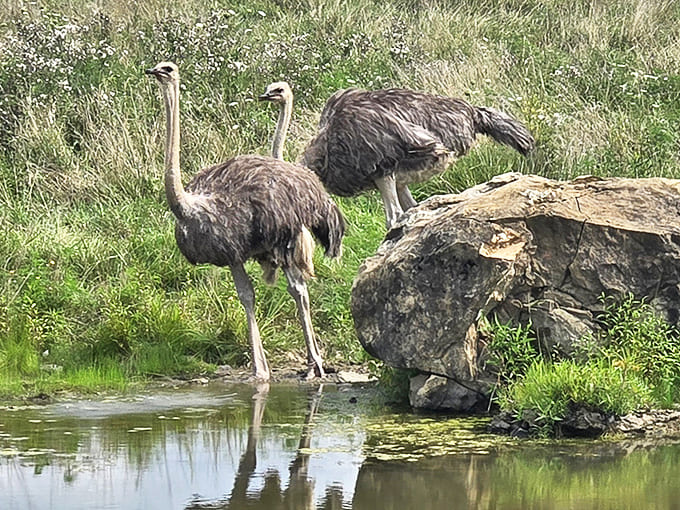Ostriches wade through shallow water, their reflections doubling the drama of these flightless divas strutting their prehistoric stuff.