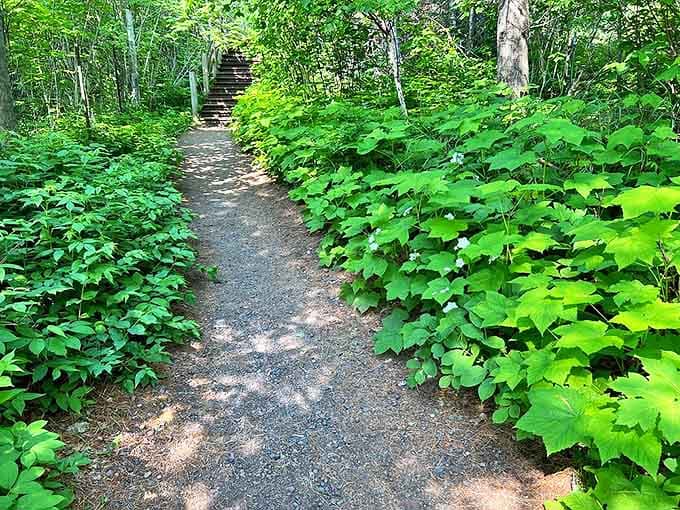 The trail winds through lush greenery like nature's red carpet, inviting you deeper into the forest's embrace.