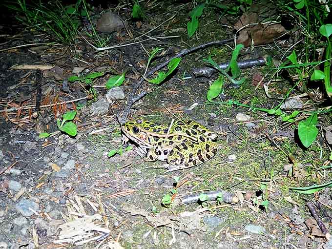 Meet one of the trail's permanent residents: a leopard frog playing an expert game of camouflage that would make any military tactician jealous.