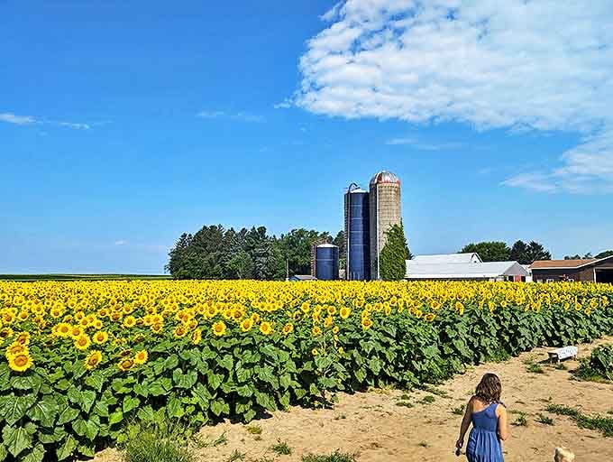 Wander through a vibrant field of golden sunflowers on a beautiful farm, where blue silos touch the bright summer sky.
