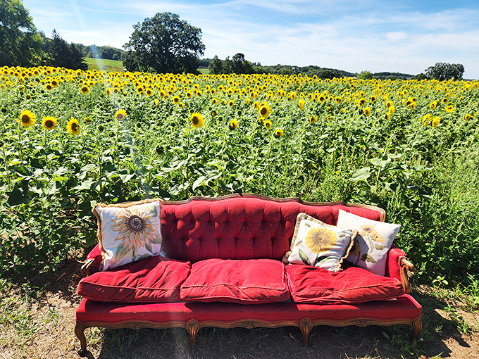 The classic red couch at kuckuk farms creates the perfect throne amid a kingdom of sunflowers &ndash; Wisconsin's most comfortable photo opportunity!