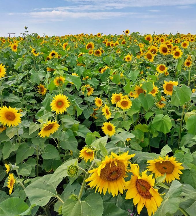 Thompson Strawberry Farm's sunflower fields stretch as far as the eye can see. Thirty acres of happiness in full bloom!