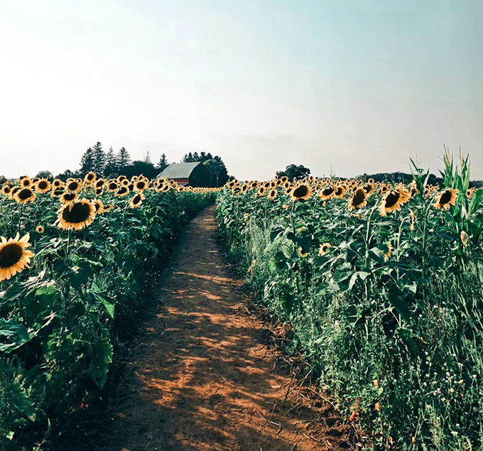Kuckuk Farms' sunflower pathways lead visitors on a journey through golden splendor toward the classic Wisconsin barn waiting in the distance.