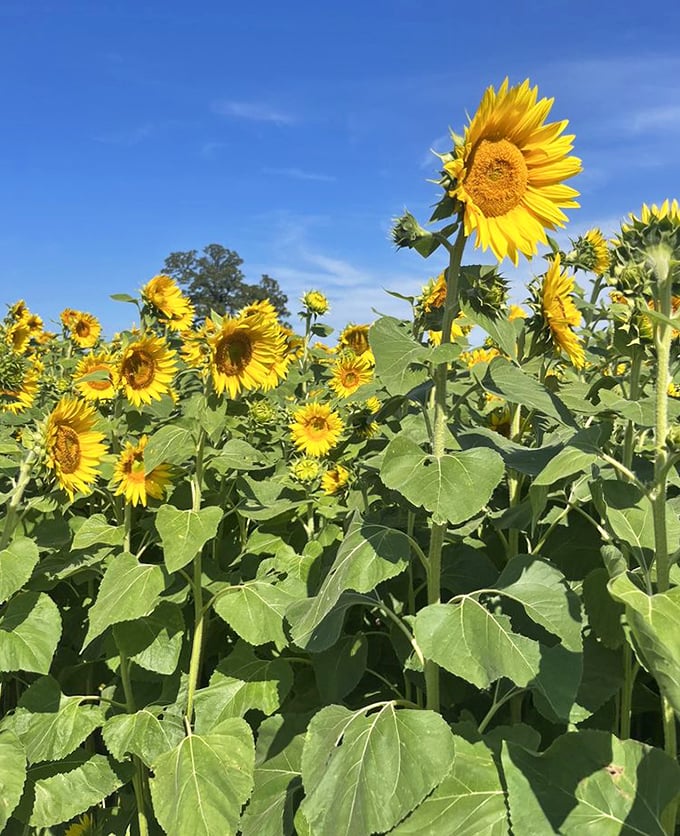 The perfect Wisconsin summer day captured at Thompson Strawberry Farm, where blue skies meet golden blooms in a celebration of summer's peak