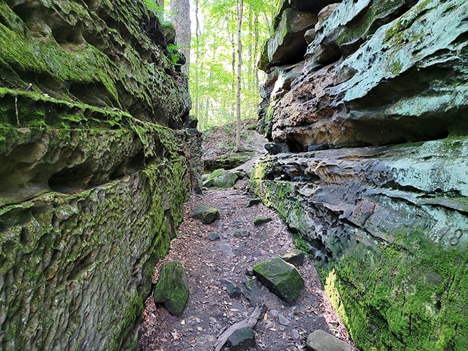 Nature's hallway: Moss-draped sandstone walls create a passage through time, inviting explorers deeper into the forest's secrets.