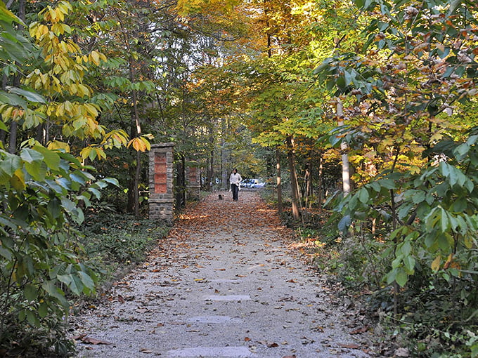 Fallen leaves create nature's confetti along this serene path, celebrating the changing of seasons.
