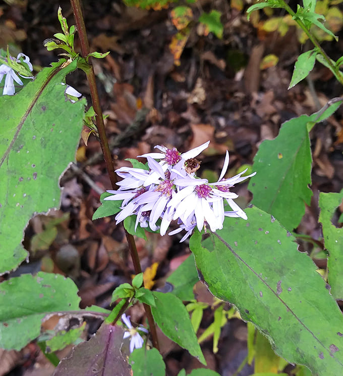 Delicate wildflowers prove that even in rugged landscapes, beauty finds a way to bloom in the most unexpected places.