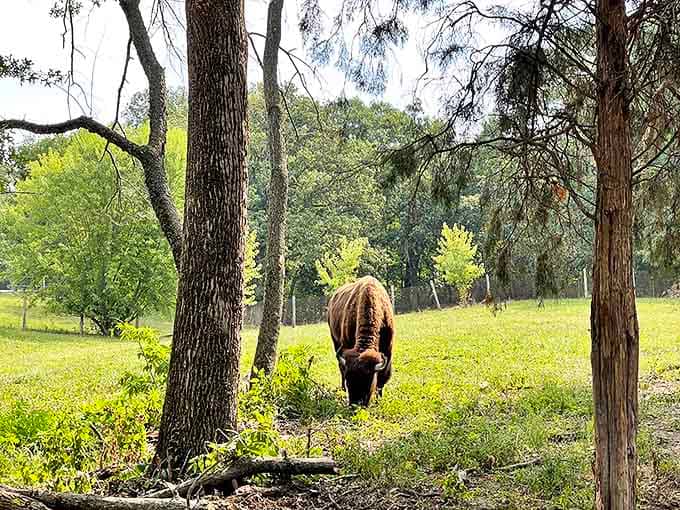 Meet the park's namesake residents! These magnificent bison serve as living reminders of the vast herds that once roamed Illinois prairies.