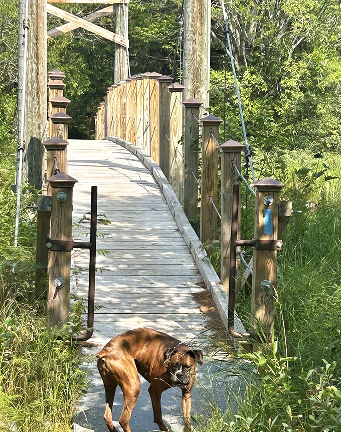 The bridge entrance stands like a portal between worlds &ndash; ordinary life behind you, woodland adventure ahead.