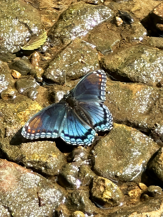 A red-spotted purple butterfly pauses for a moment of zen, displaying wings that look like they were painted by an artist with an exceptional eye for detail.