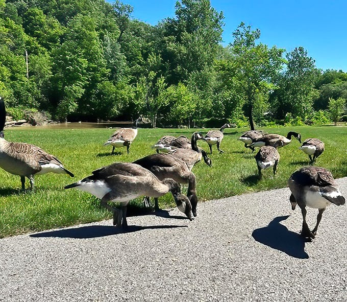 The park's unofficial welcoming committee struts their stuff. These Canada geese own the place and they know it – diplomatic immunity with feathers.