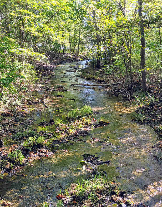 This peaceful stream meanders through the woods like it's got nowhere important to be, which is exactly the energy we should all be channeling more often.