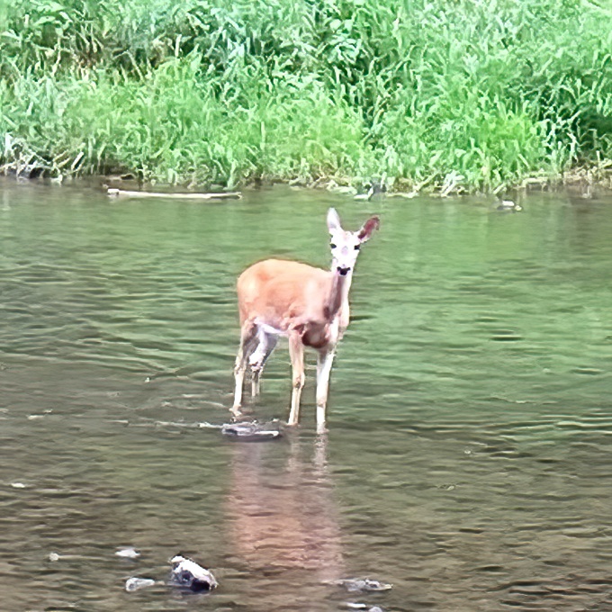 Local wildlife treats the river as their personal spa &ndash; this deer clearly knows the best spots in Jo Daviess County.