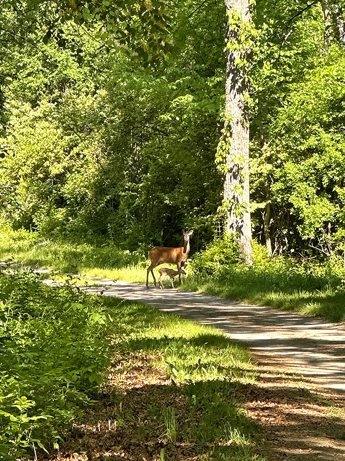 A white-tailed deer and fawn make a surprise appearance. These graceful residents often freeze momentarily before bounding effortlessly into the underbrush.