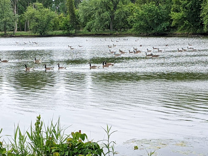 Ducks: The local waterfowl committee holds its morning meeting, likely discussing bread quality and the curious human habit of making quacking sounds.