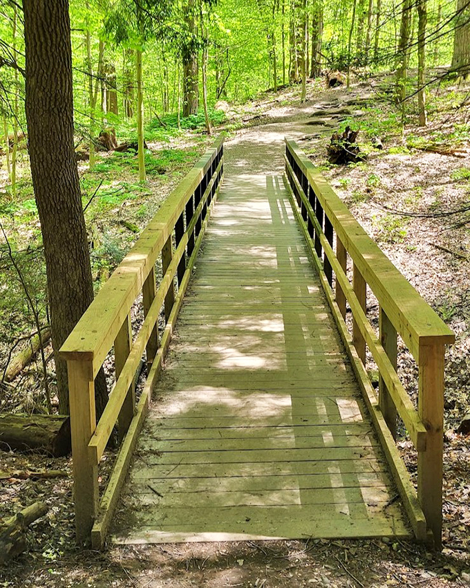 Sunlight dapples through the forest canopy onto this wooden footbridge, creating a path that seems to lead to enchantment.