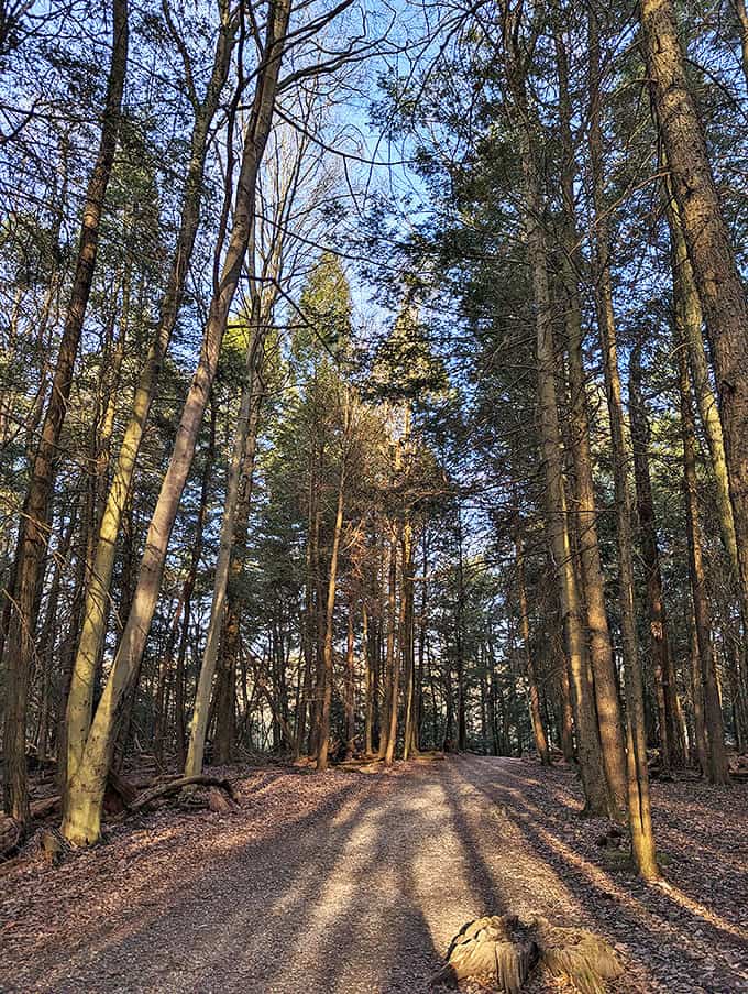 Forest: Sunlight filters through a cathedral of leaves, painting the forest floor with dappled gold that changes by the minute.
