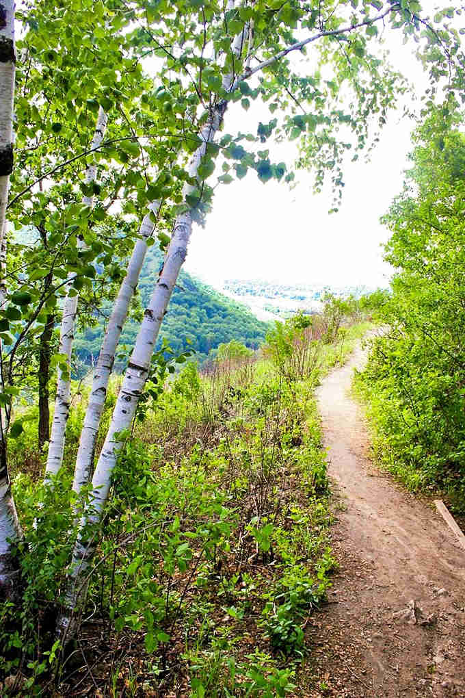 Birch trees stand sentinel along this winding path, their white bark creating natural trail markers through the dense greenery.