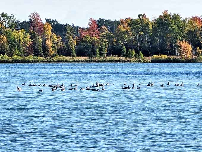 Feathered residents: A flotilla of geese navigates Hubbard Lake's pristine waters against autumn's colorful backdrop, nature's perfect postcard moment.