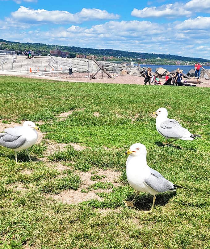 Seagulls hold impromptu meetings on the grassy shore, seemingly discussing important bird business while keeping one eye on picnickers and their potentially shareable snacks.
