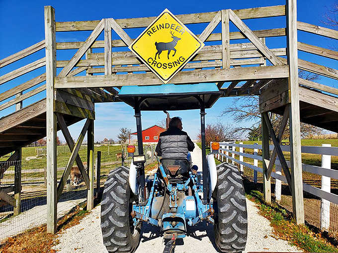 Tractors and wagons stand ready to transport visitors through this slice of North Pole paradise transplanted to the Illinois heartland.