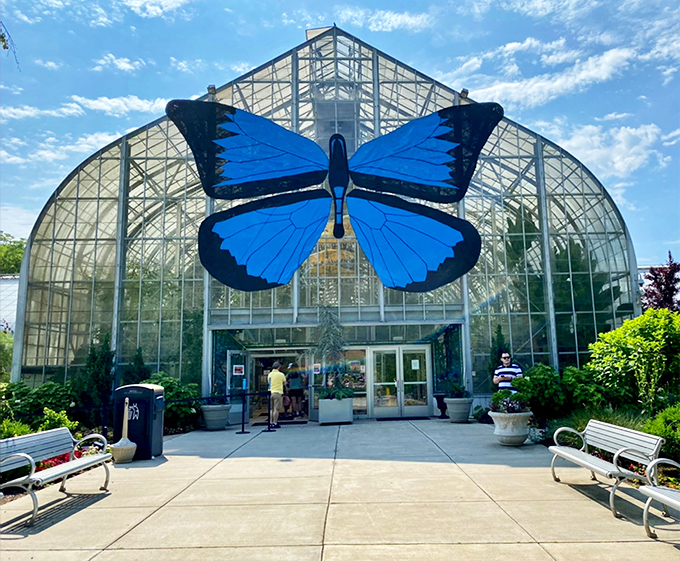 Krohn Conservatory's stunning glass architecture crowned by a brilliant blue butterfly, nature's art meeting human design.