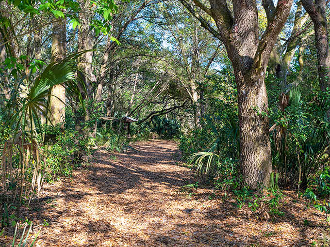 Sunlight plays hide-and-seek along this leaf-strewn trail, creating nature's version of a stained-glass window effect.