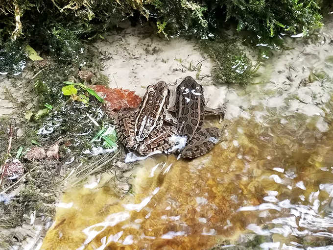 Nature's smallest residents take a moment to pose, reminding us that Mississippi Palisades is home to creatures of all sizes.