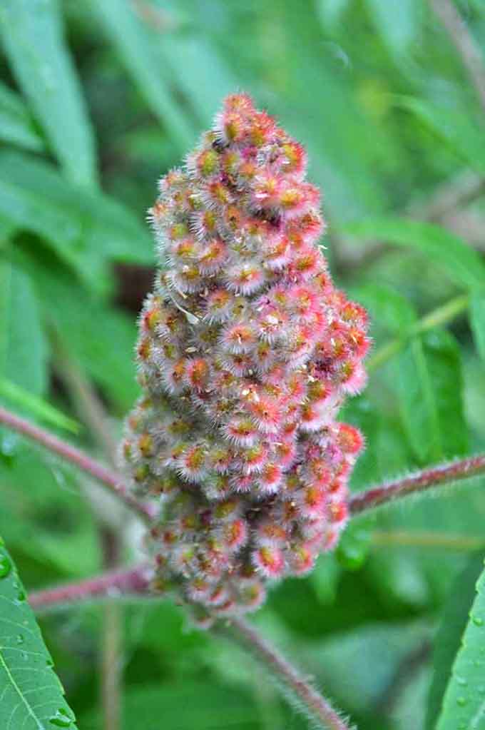 Nature's fireworks display &ndash; this vibrant wildflower adds a pop of unexpected color to the coastal landscape of Fort Gratiot.