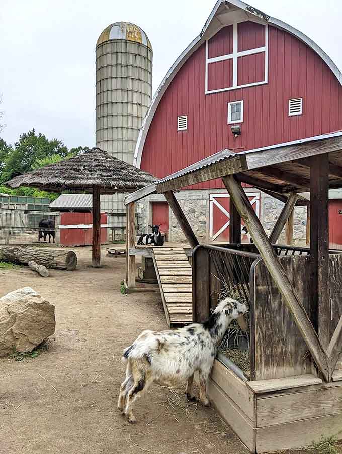 At Potter Park Zoo, goats and other farm animals remind visitors that sometimes the most delightful encounters happen with the most common creatures.