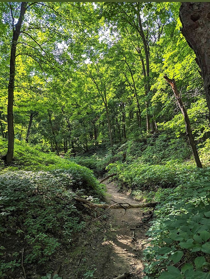 Sunlight filters through summer's dense canopy, creating a cathedral-like atmosphere along this secluded section of the trail.