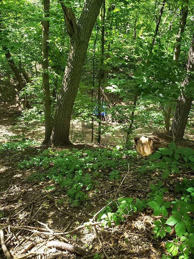 Sunlight filters through the dense canopy, creating a cathedral-like atmosphere where footsteps fall softly on hallowed ground.