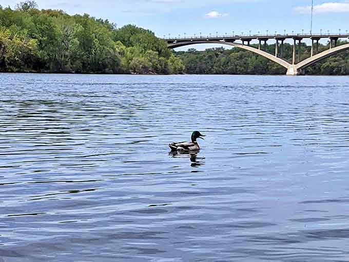 Even the local mallards know they've got prime real estate &ndash; this fellow seems to be giving his personal river tour.