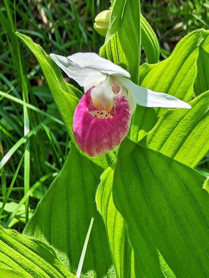Minnesota's state flower, the showy lady's slipper, appears like a woodland fairy's lost slipper among the forest undergrowth.
