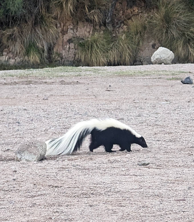 Wildlife sighting! A striped skunk makes its elegant appearance, reminding visitors that this beach belongs to desert creatures first.