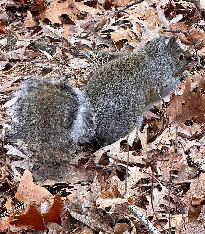 The park's unofficial welcoming committee: a bushy-tailed squirrel pausing mid-acorn-hunt to size up the human visitors to his domain.
