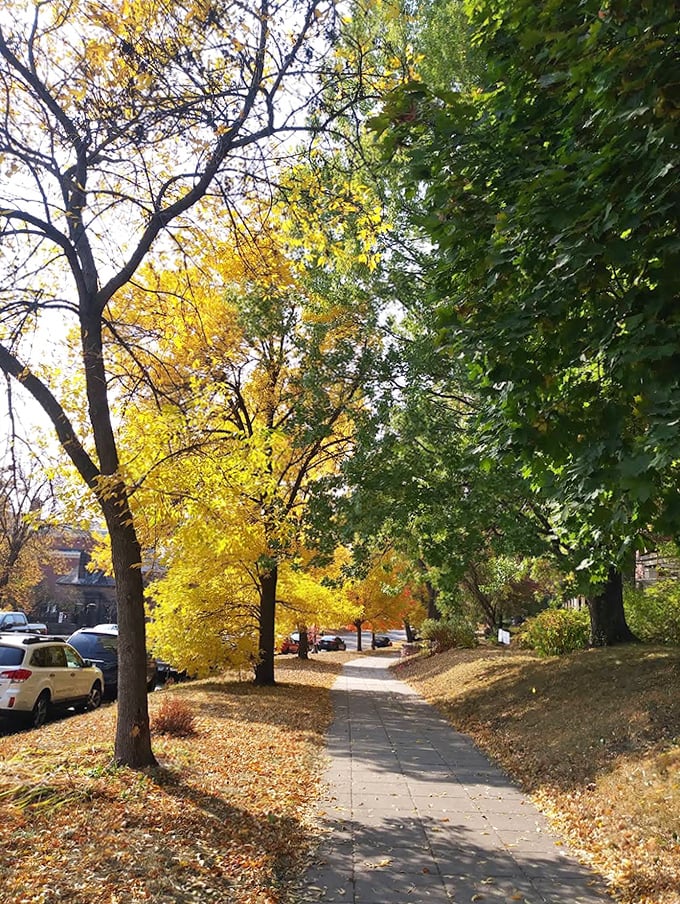 Fall foliage creates nature's perfect frame for Summit Avenue's historic homes – Minnesota showing off its seasonal color palette.
