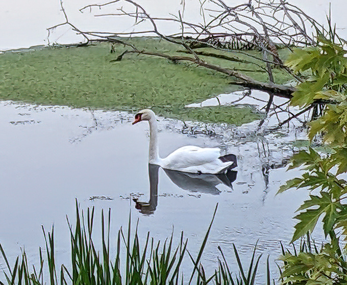 Nature's elegant resident glides across still waters, maintaining the same regal bearing that has inspired poets for centuries.