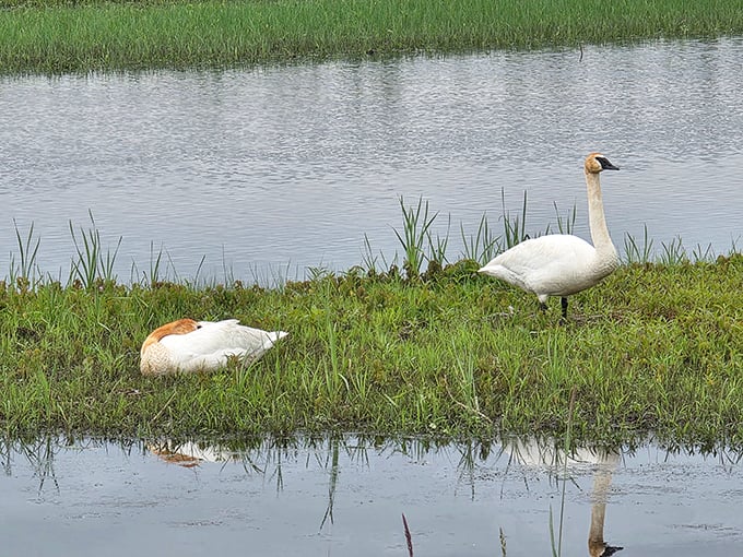 Elegant swans glide across still waters, nature's ballet dancers performing their timeless routine.