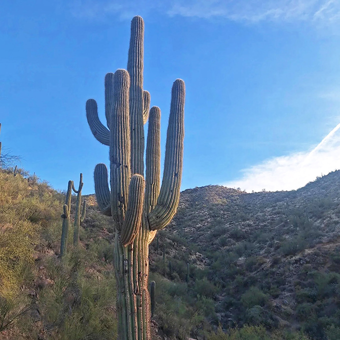 This majestic saguaro stands like Arizona's version of a lighthouse, arms outstretched as if saying "Yes, there really is water nearby!"